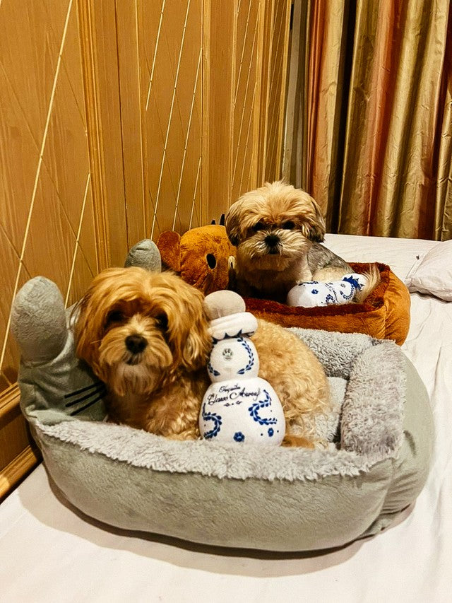 4 Mistakes to Avoid When Exercising Your Dog – Pawty